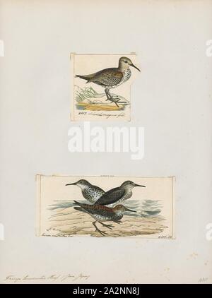 Tringa tenuirostris, Print, Tringa is a genus of waders, containing the ...