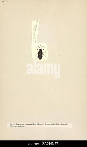 Trixagus, Print, Trixagus is a genus of small false click beetles in ...