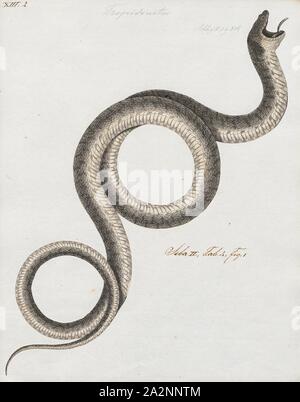 Tropidonotus spec., Print, 1700-1880 Stock Photo - Alamy