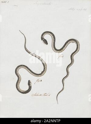 Tropidonotus spec., Print, 1700-1880 Stock Photo - Alamy