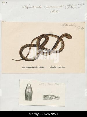 Tropidonotus viperinus, Print, 1700-1880 Stock Photo - Alamy