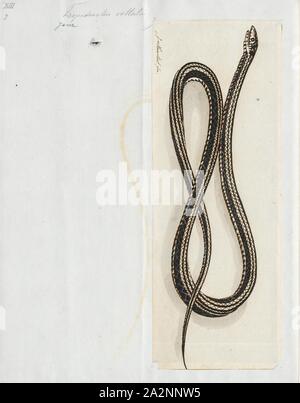 Tropidonotus vittatus, Print, 1753-1834 Stock Photo - Alamy