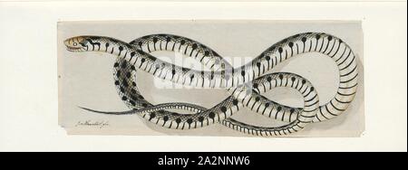 Tropidonotus vittatus, Print, 1753-1834 Stock Photo - Alamy