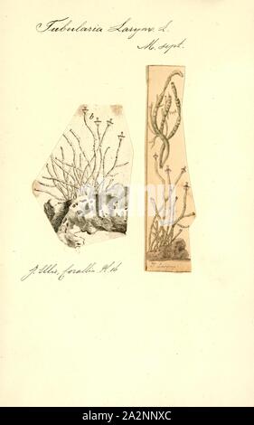 Tubularia larynx, Print, Ectopleura larynx, or ringed tubularia, is a ...