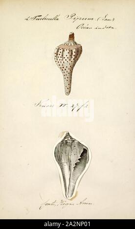 Turbinella pyrum, Print, Turbinella pyrum, common names the chank shell ...