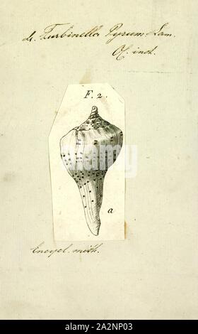 Turbinella pyrum, Print, Turbinella pyrum, common names the chank shell ...
