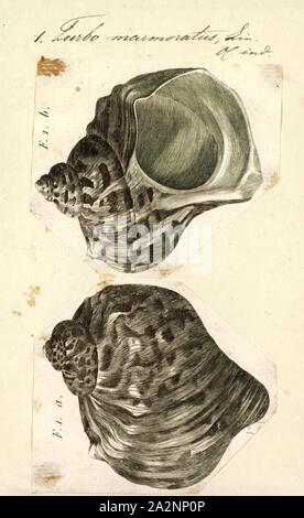 Great Green Turban (Turbo marmoratus). Two shells on a beach Stock ...