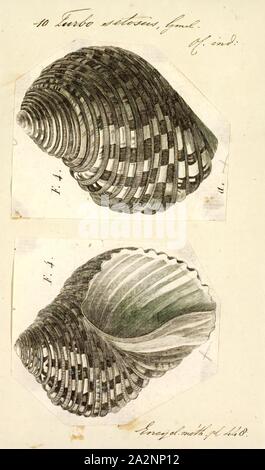 Turbo setosus, Print, Turbo setosus, common name the rough turban, is a ...