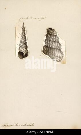 Turrilites costulata, Print, Turrilites is a genus of helically coiled ...