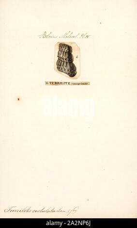 Turrilites costulata, Print, Turrilites is a genus of helically coiled ...