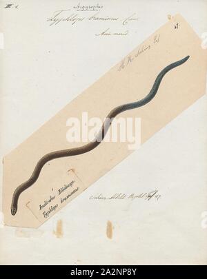 Typhlops braminus, Print, Indotyphlops braminus, commonly known as the ...