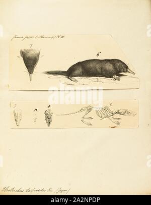 Japanese shrew-mole (Urotrichus talpoides) in Japan Stock Photo - Alamy