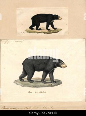 sun bear is a species occurring in tropical forest habitats of ...