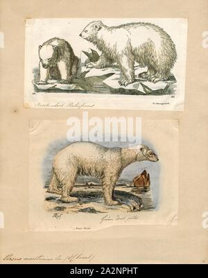 Polar Bear (scientific name: Ursus maritimus) in the Canadian far north ...