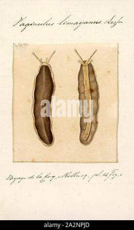 Shell-less air-breathing terrestrial gastropod mollusc land slug on ...