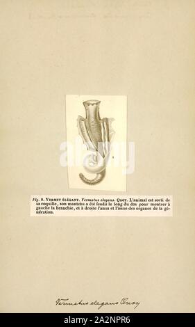 Worm Snails Family Vermetidae Genus Thylacodes Stock Photo - Alamy