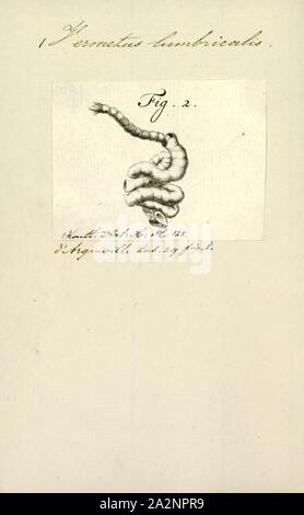 Worm Snails Family Vermetidae Genus Thylacodes Stock Photo - Alamy