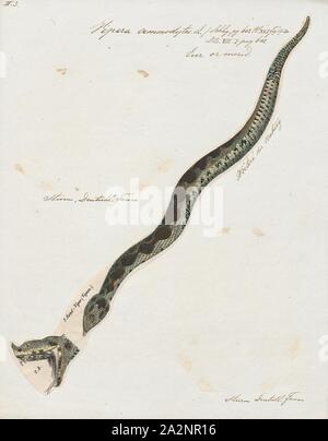 Horned Viper, Long-nosed Viper or Common Sand Adder (Vipera ammodytes ...