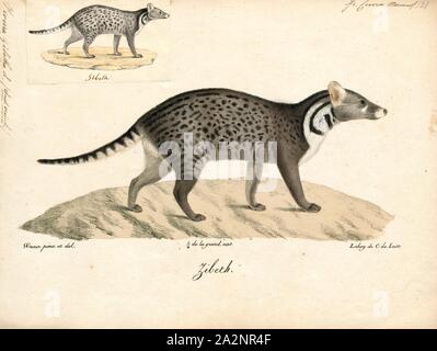 Large Indian civet (Viverra zibetha), Kaeng Krachan, Petchaburi ...