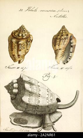 Voluta musica, Print, Voluta musica, common name the music volute, is a ...