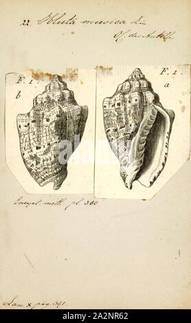 Voluta musica, Print, Voluta musica, common name the music volute, is a ...