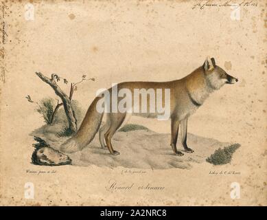 Vulpes vulgaris, Print, Vulpes is a genus of the Canidae. The members ...