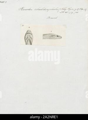 false fer-de-lance (Xenodon rabdocephalus) from the Amazon rainforest ...