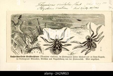 Ground Crab Spiders (Xysticus Stock Photo - Alamy
