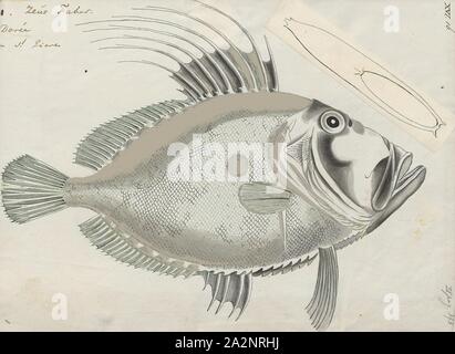 Zeus faber, Print, John Dory, St Pierre or Peter's Fish, refers to fish ...