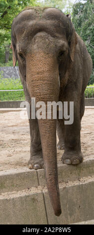 A big elephant in the zoo Stock Photo - Alamy