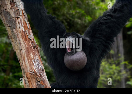 Siamang (Symphalangus syndactylus) with throat sac inflated, arboreal ...