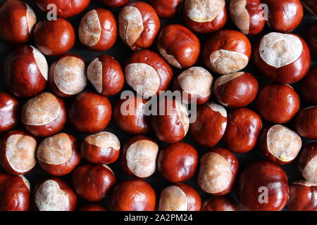 Beautiful autumn background with many chestnut on table. Natura texture ...