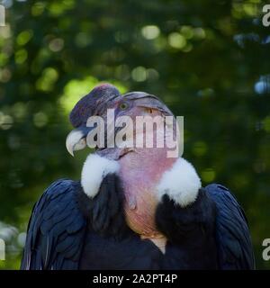 Andean condor. Close-up of the head of an Andean condor (Vultur gryphus ...
