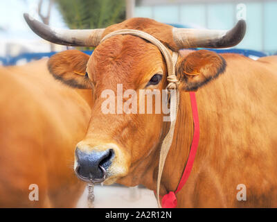 Bull tied up in field with rope through it's nose in rainforest in ...