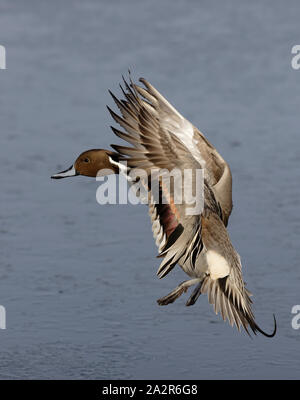 Northern Pintail, Canada Stock Photo - Alamy