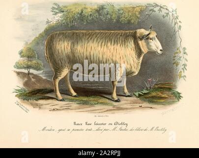 Dishley (New Leicester) sheep. Breed result of selective breeding ...