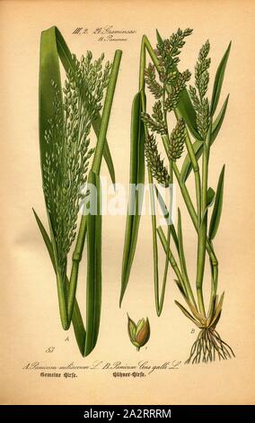 Common millet (Panicum miliaceum Stock Photo - Alamy