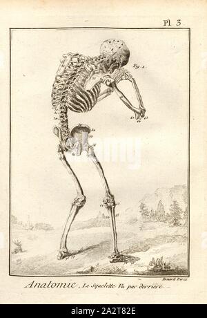 A human skeleton, seen from behind, bent forward, hands clasped at the ...