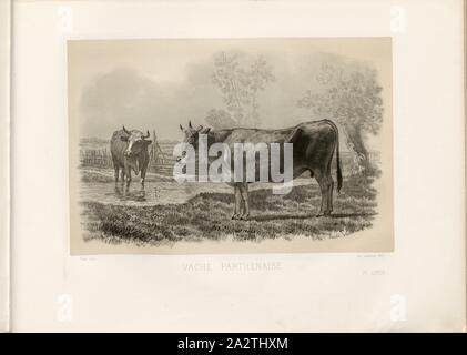 Parthenaise Cattle, a French Breed, Cow Pulling Cart Stock Photo - Alamy