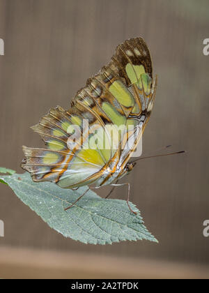Closeup on the Malachite Butterfly on a leaf with bokeh effect in the ...