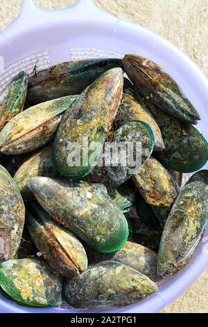 Perna canaliculus or known as New Zealand green-lipped mussel Stock ...