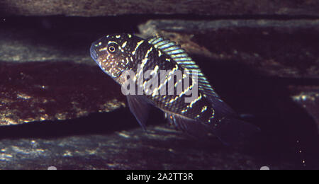 Blunthead Cichlid (Tropheus moorii), Africa Stock Photo - Alamy