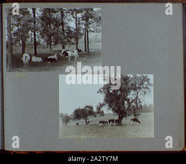 Reference prints, 1919-1920, numbers 2133-2377 Stock Photo - Alamy