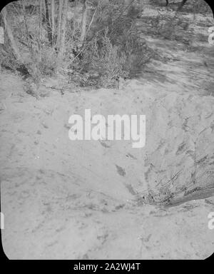 Lantern Slide - Mallee Hen's Mound, Australia, Date Unknown, Black and ...