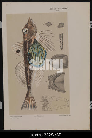 Arthur Bartholomew - Butterfly Gurnard, Lepidotrigla vanessa - Museum ...