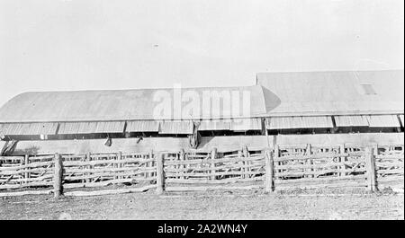 Negative - Woolshed at 'Portland Downs' Station, Isisford District ...