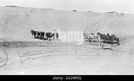 Negative - Excavating a Dam With a Horse Drawn Scoop on 'Portland Downs ...