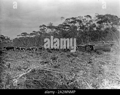 Negative - Hopetoun District, Victoria, circa 1895, Three men ploughing ...