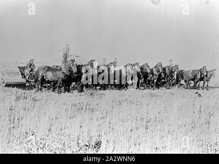 Negative - Hopetoun District, Victoria, circa 1895, Charlie Poulton and ...