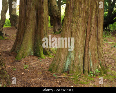 Fluted English yew tree trunk bark and buttress (taxus baccata) covered ...